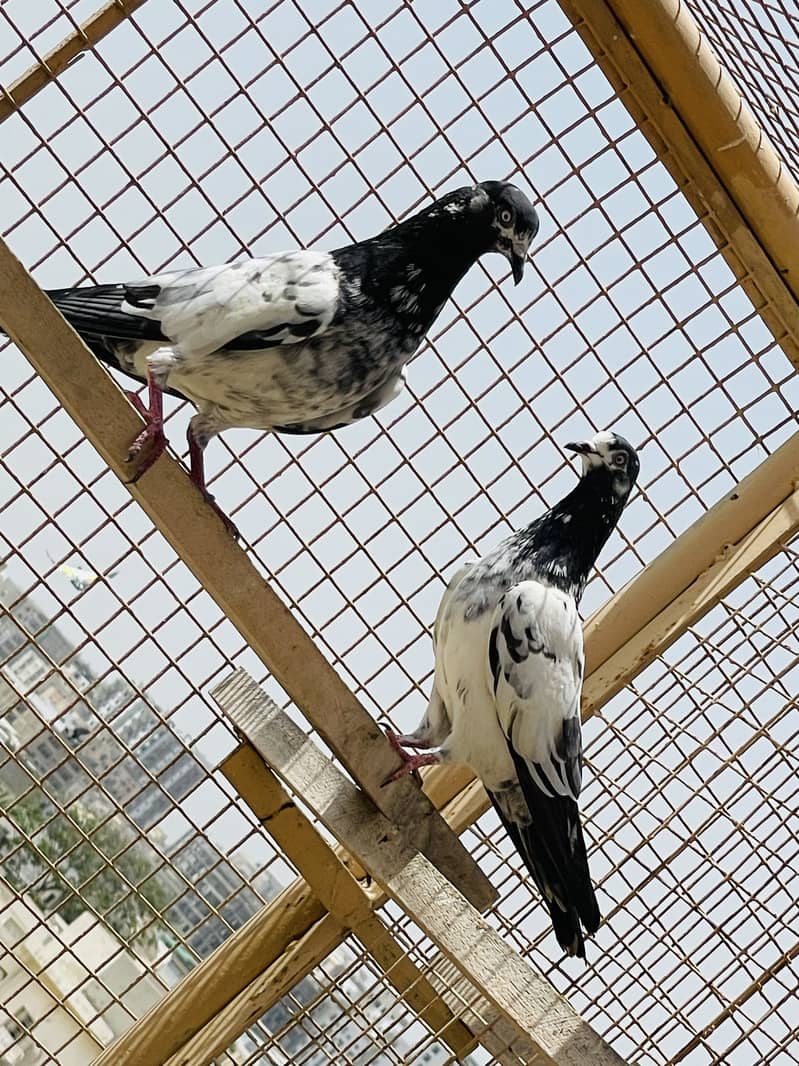 Teddy salaray - Pigeons - 1115124143