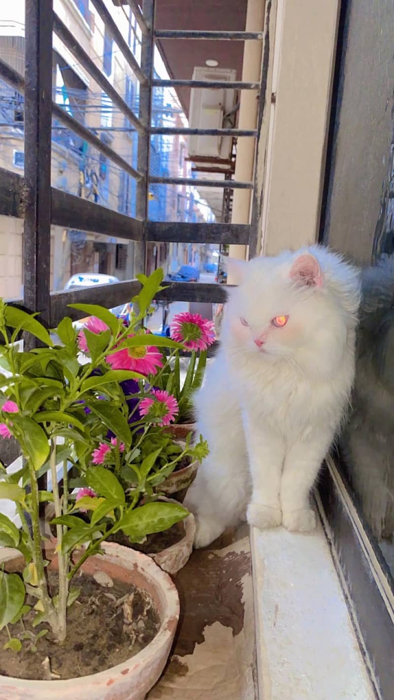 Persian female cat - Cats - 1115125035