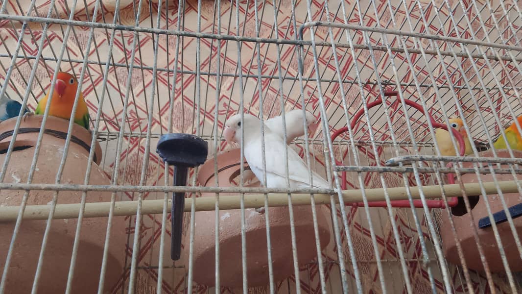 Love Birds Breeder Pair hen 4 - Parrots - 1115125568