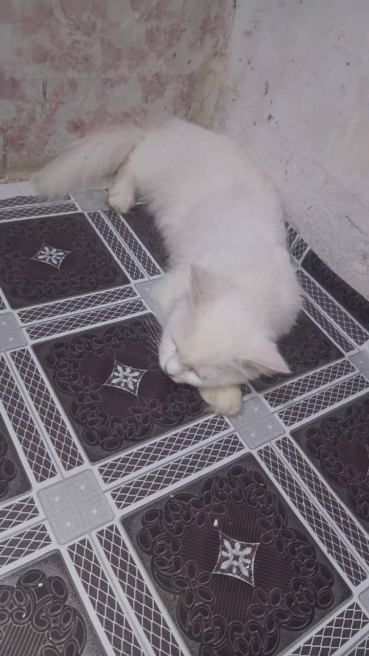 persian female cat - Cats - 1115126355