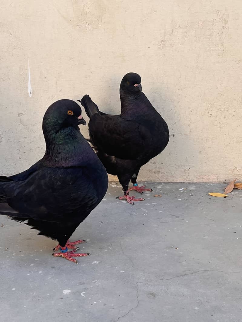 Black Modena - Pigeons - 1115129224