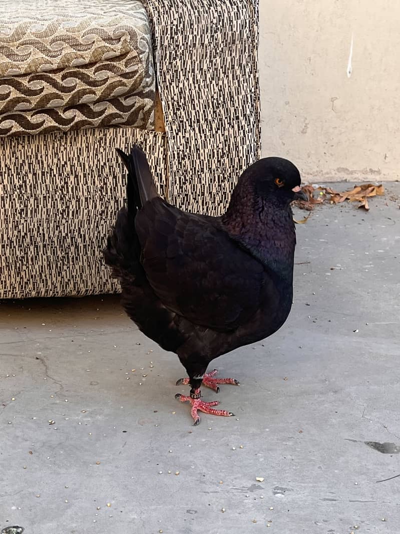 Black Modena - Pigeons - 1115129224