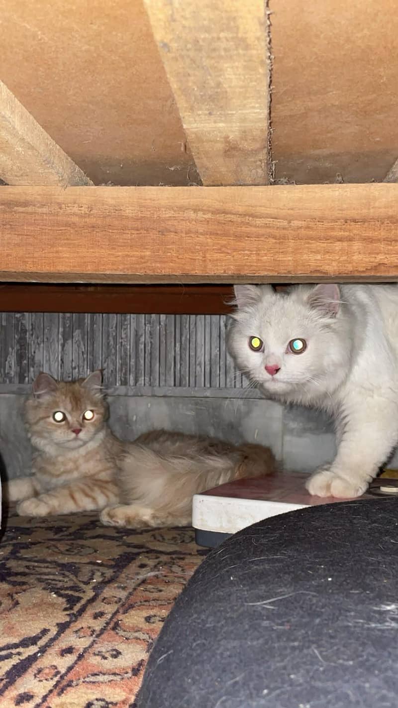 Persian Mixed - Cats - 1115132487