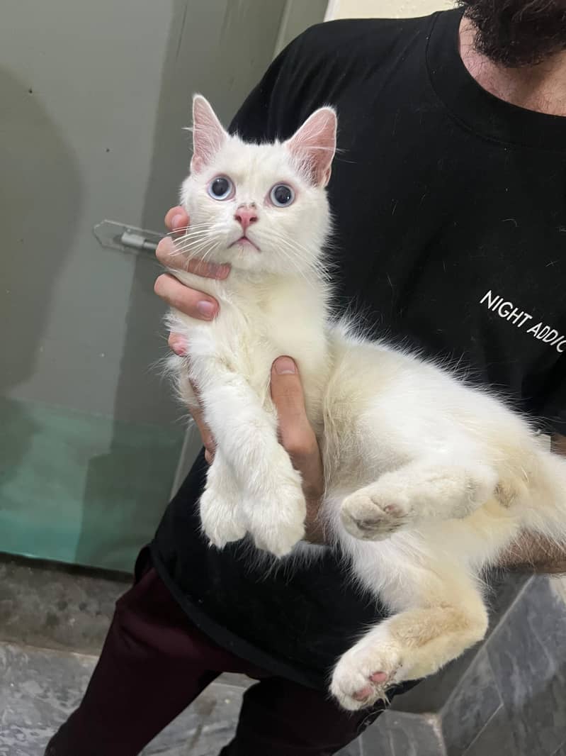 Beautiful White Persian Cat - Cats - 1115134400