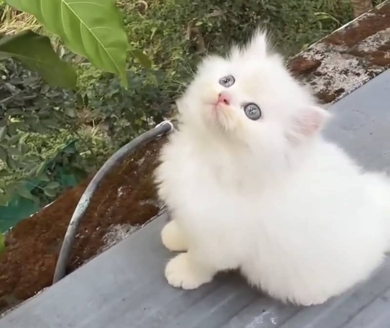 Quality Persian Punchface cat & kitten. moreWhatsApp 03286040437 - Cats ...