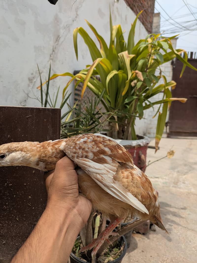 Irani breeder male teeter for sale - Other Birds - 1115144290
