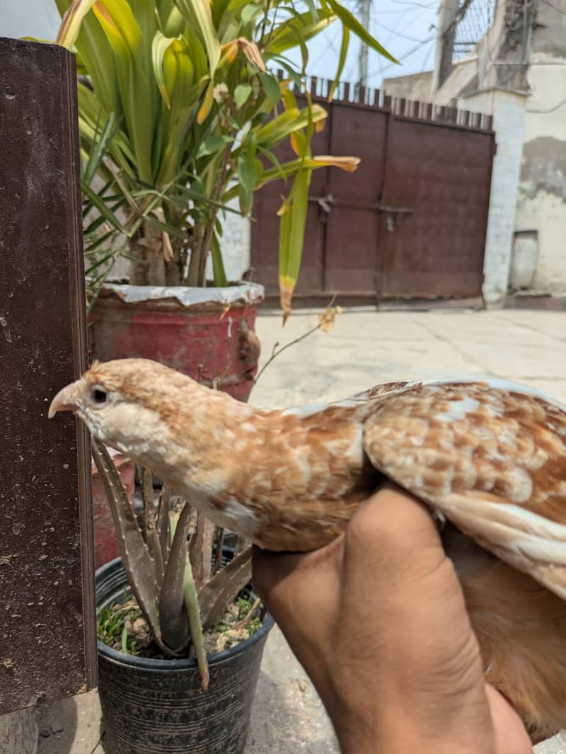Irani breeder male teeter for sale - Other Birds - 1115144290