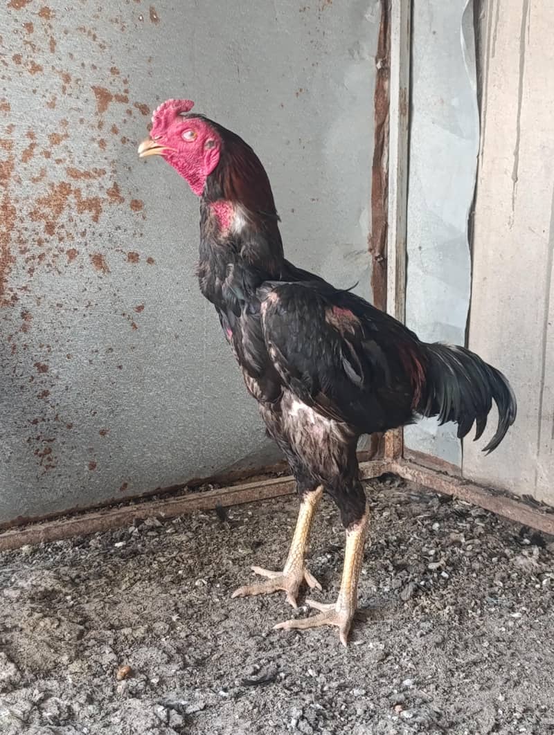 Fresh Fertile Eggs Available - Fertile Eggs - 1115193707