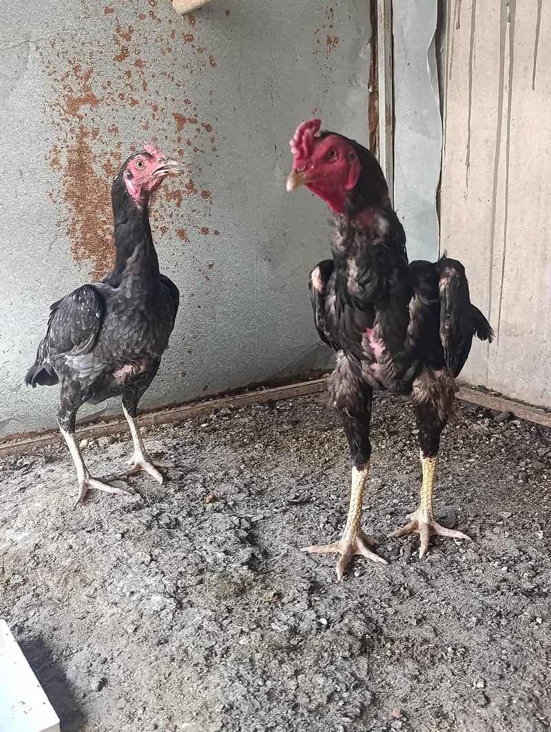 Fresh Fertile Eggs Available - Fertile Eggs - 1115193707