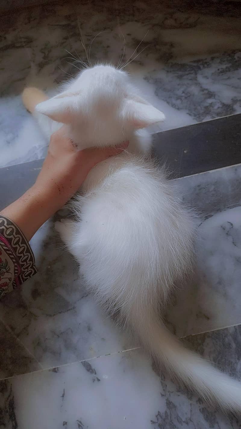 persian kitten - Cats - 1115263008