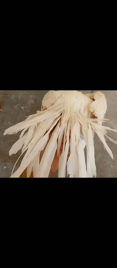 parot beak male whatsaap 03057612880 - Hens - 1115287193