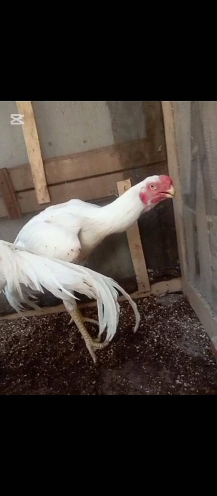 parot beak male whatsaap 03057612880 - Hens - 1115287193