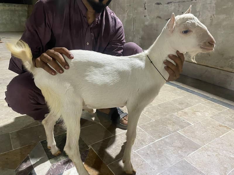 teddy bakra - Other Animals - 1115328868