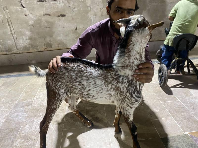teddy bakra - Other Animals - 1115328868