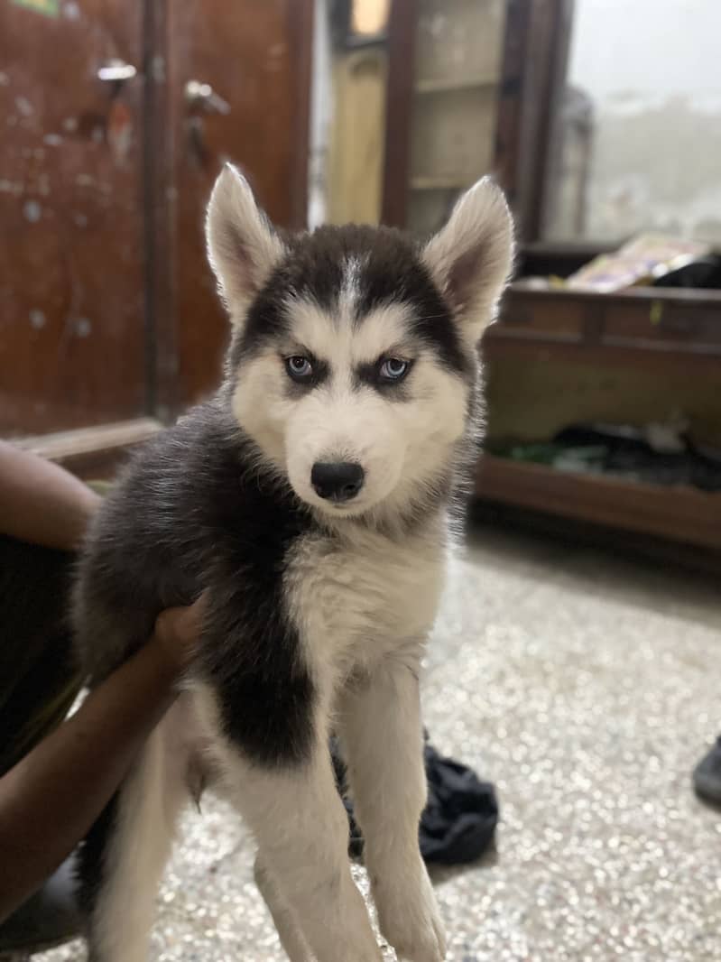 Siberian Husky - Dogs - 1115334473