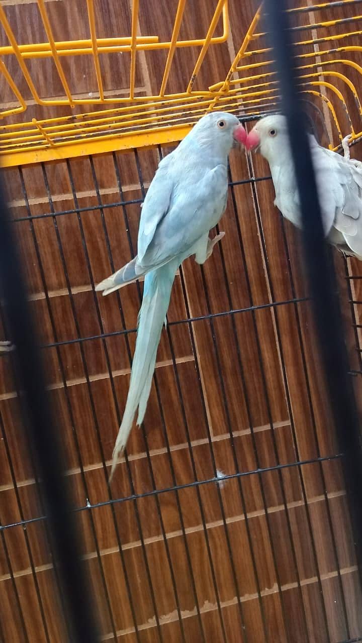 silver / lacewing ringneck breeder female - Parrots - 1115374653