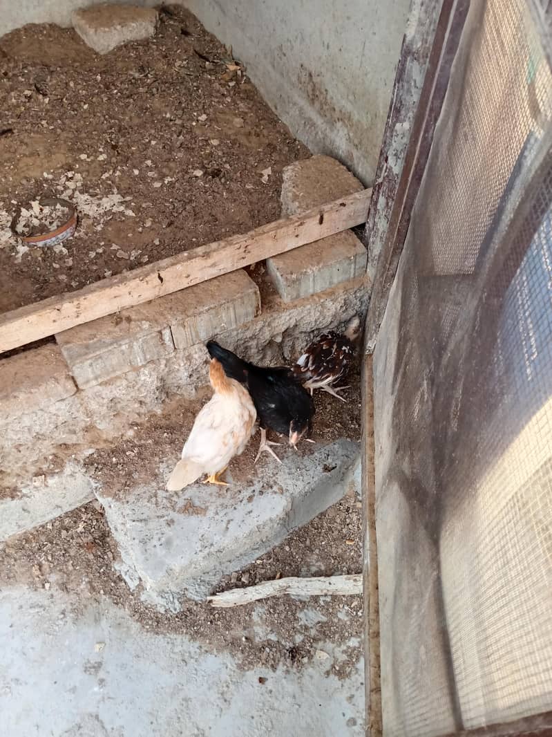 Aseel plus misri (andey sb detey hain) whole set up pakage - Hens ...