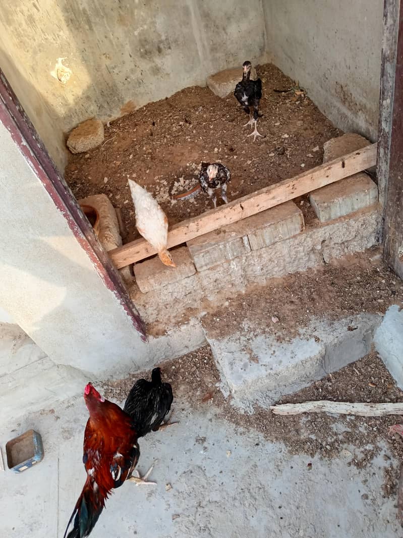 Aseel plus misri (andey sb detey hain) whole set up pakage - Hens ...