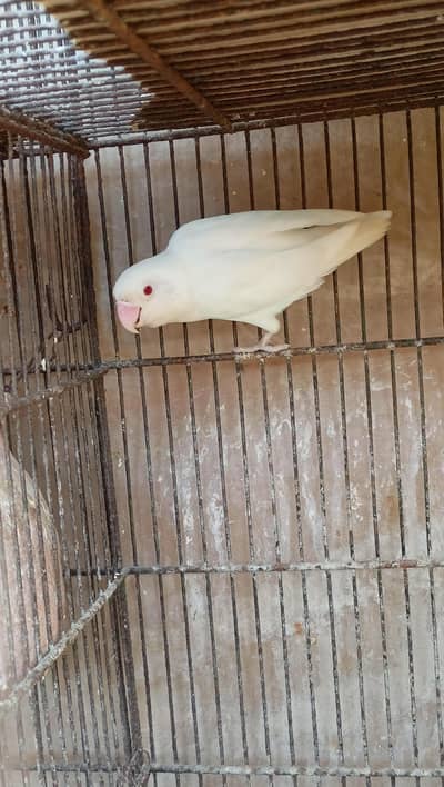 Albino Red Eyes - Parrots - 1115437253
