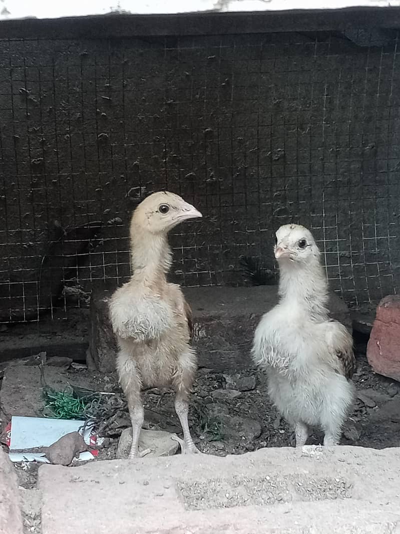 Home Breed Pure Aseel Madi with 2 Chicks - Hens - 1115509732