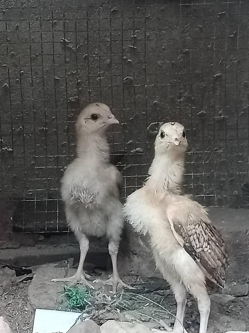 Home Breed Pure Aseel Madi with 2 Chicks - Hens - 1115509732