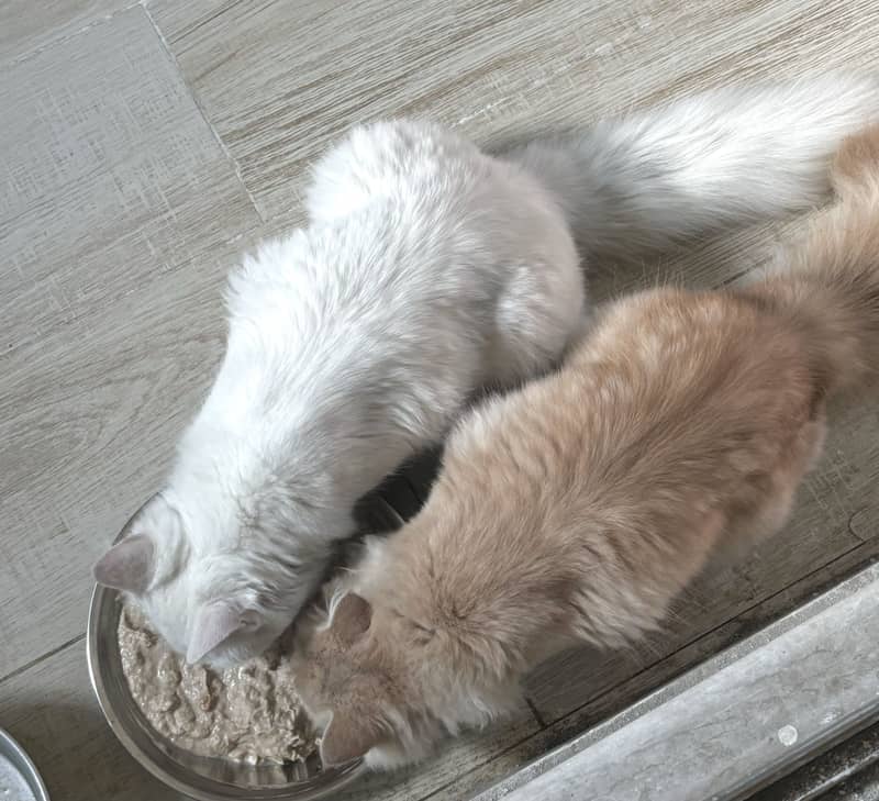 Playful loving persian cat pair - Cats - 1115586756