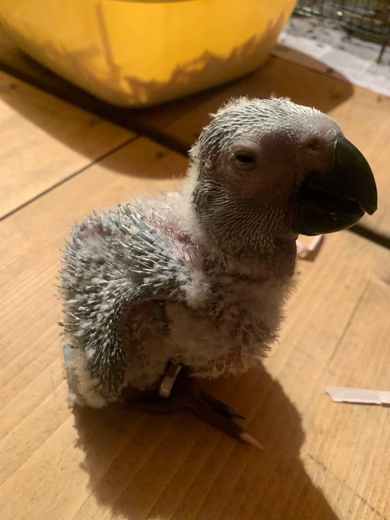 grey chick - Parrots - 1115590333