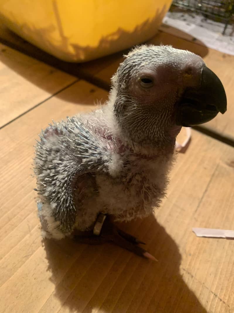 grey chick - Parrots - 1115590333