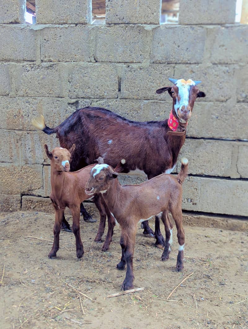 Taddy Goats with kids - Goats - 1115592975