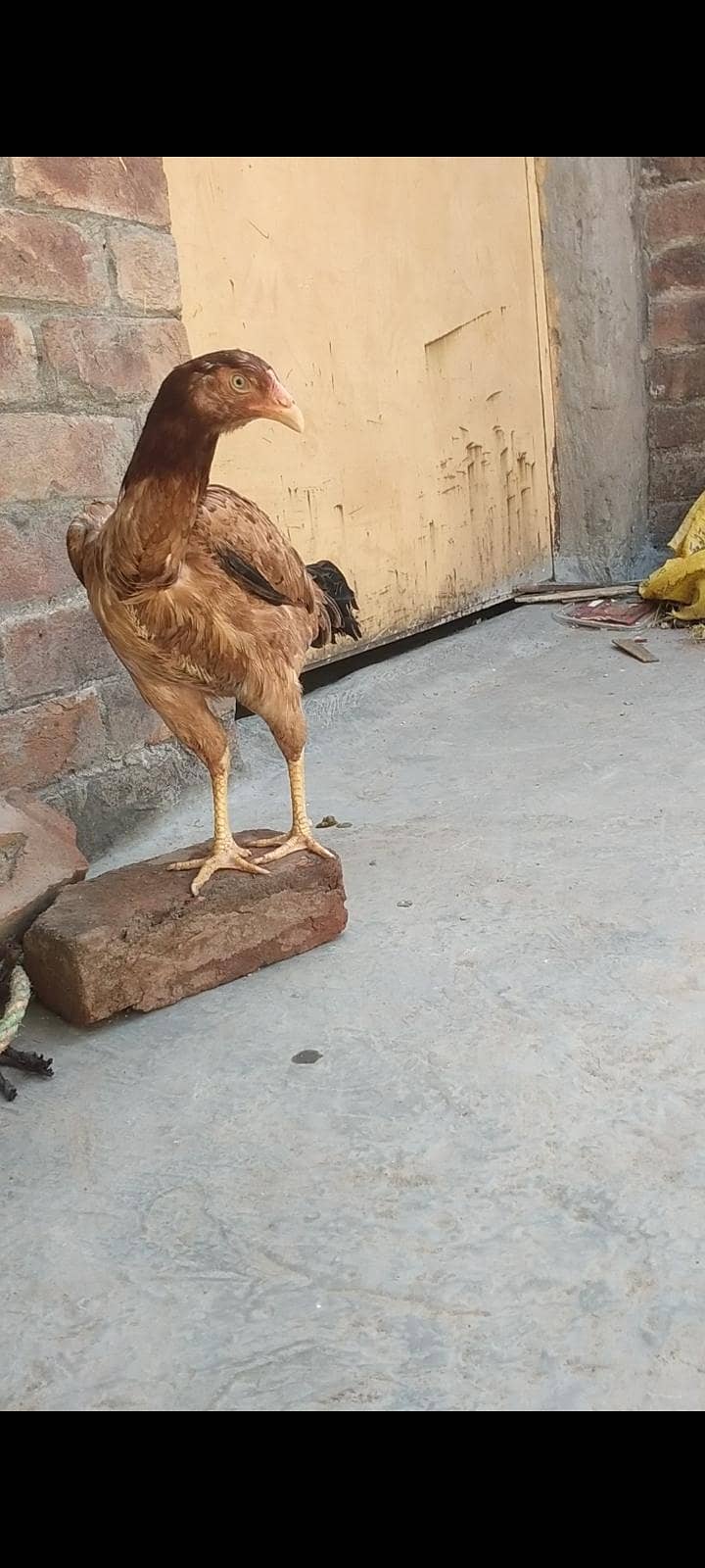 Madeya for sale - Hens - 1115605852
