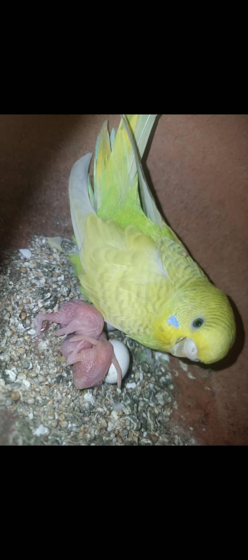 BREEDER PAIRS WITH BREED HISTORY - Parrots - 1115647384