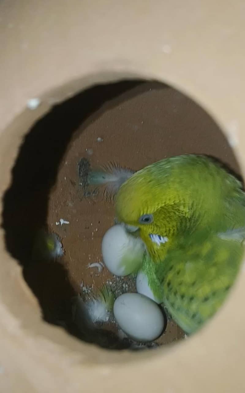 BREEDER PAIRS WITH BREED HISTORY - Parrots - 1115647384