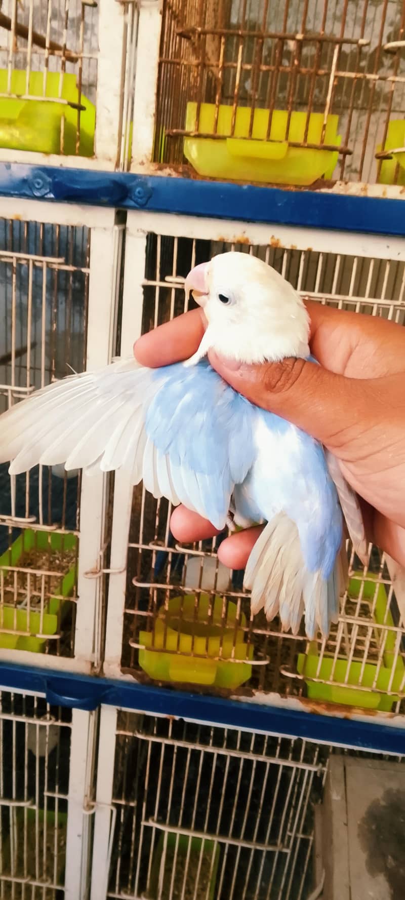Violet Dilute Opline pair Acp ring bird show winner line - Parrots ...