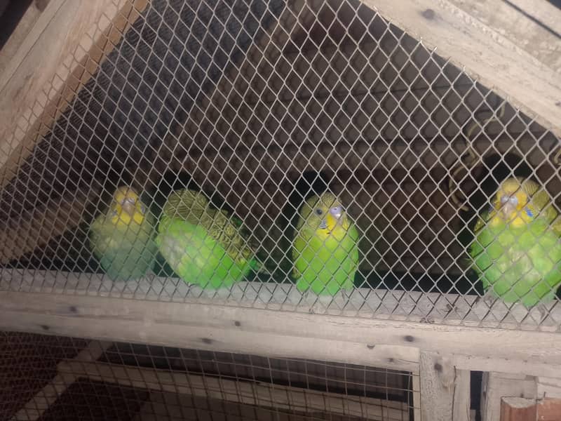 Australian paroot pair brider pair - Parrots - 1115688422