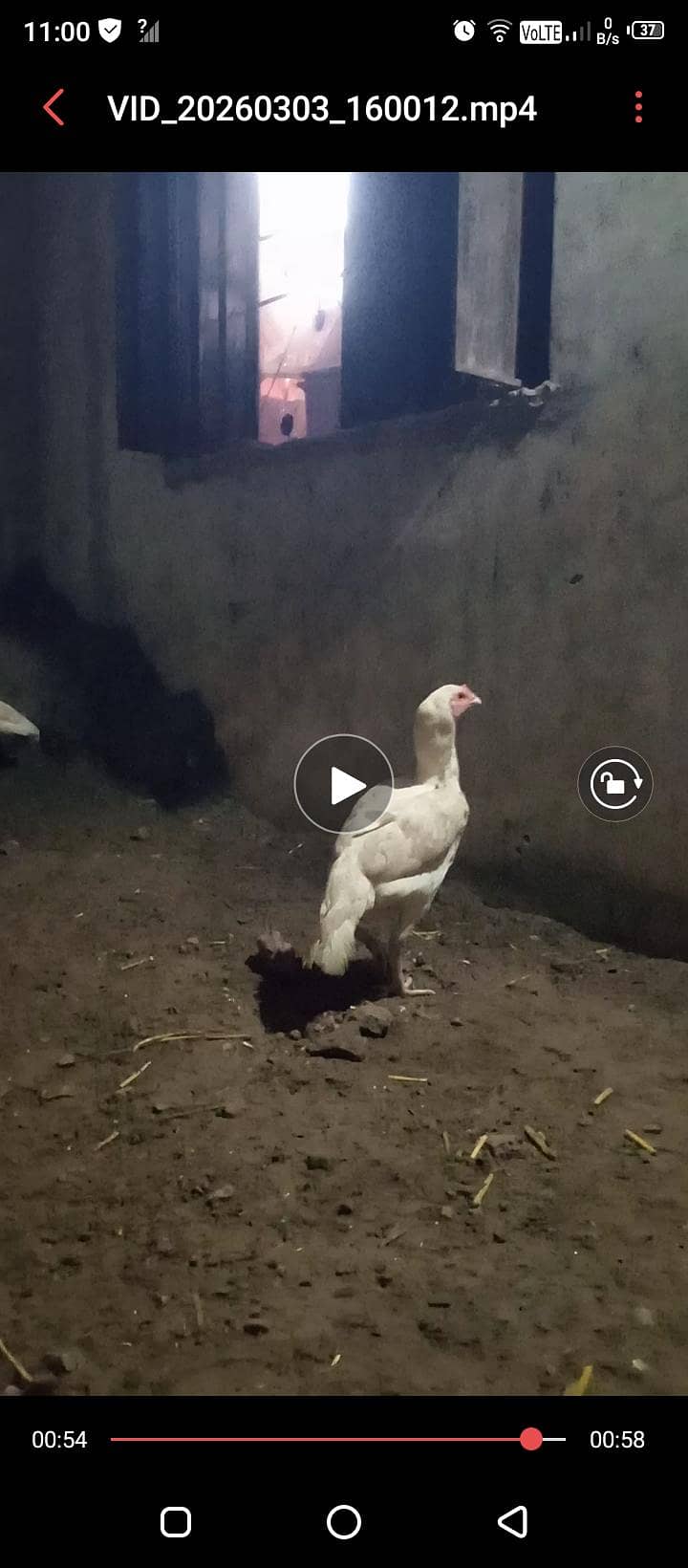 Aseel heera chicks for sale /heera/paper white heera chicks - Hens ...