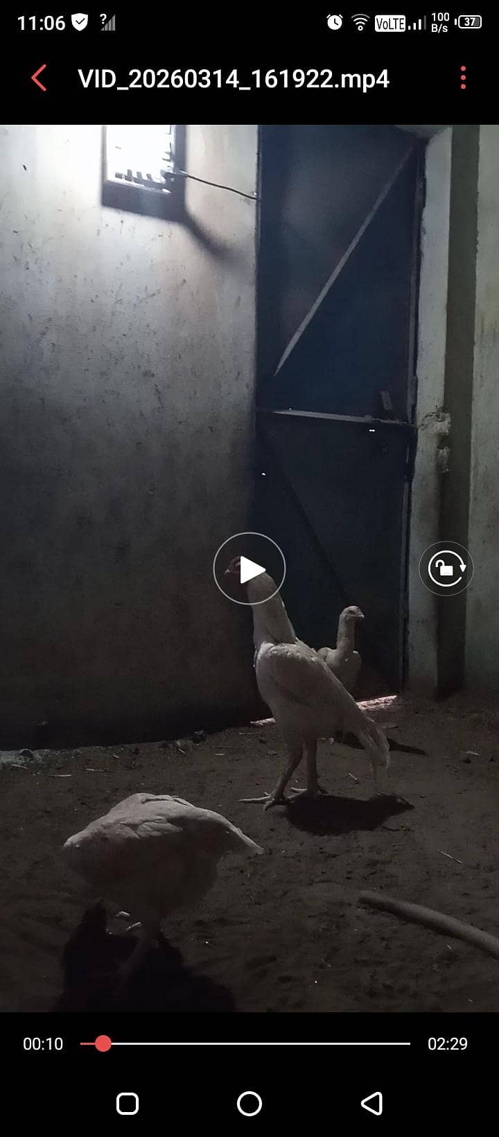 Aseel heera chicks for sale /heera/paper white heera chicks - Hens ...