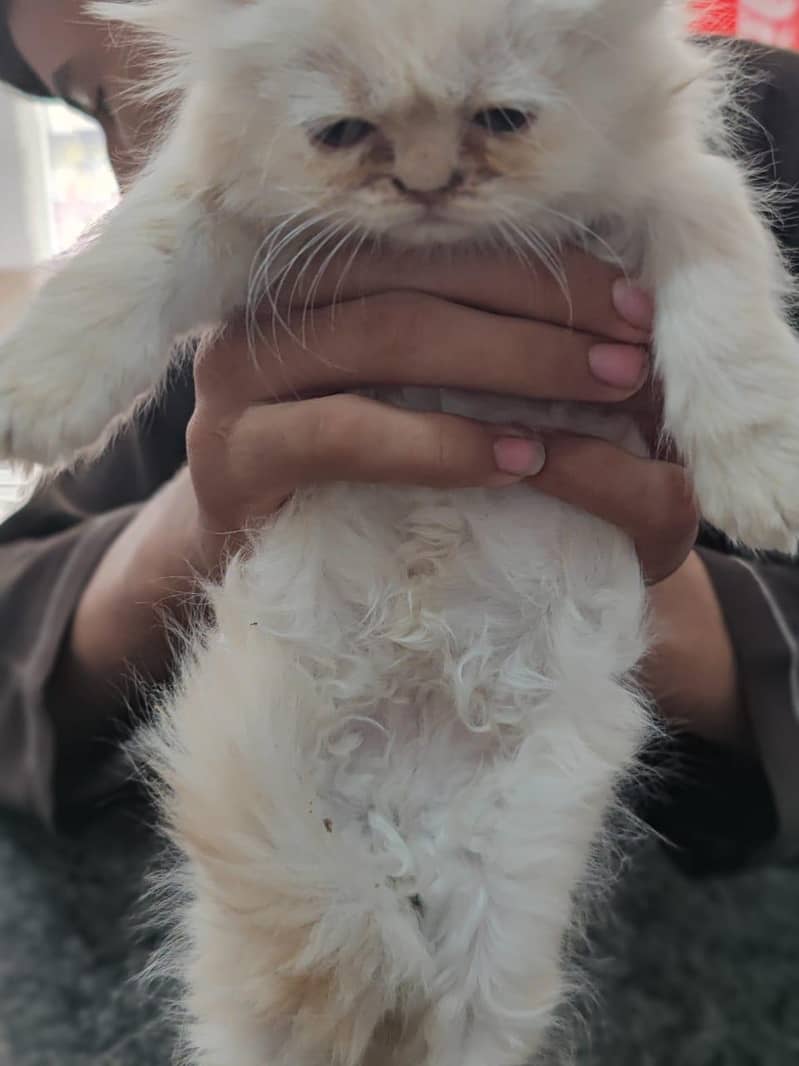 Persian cat baby 1 pair and 1 male total 3 - Cats - 1115694580
