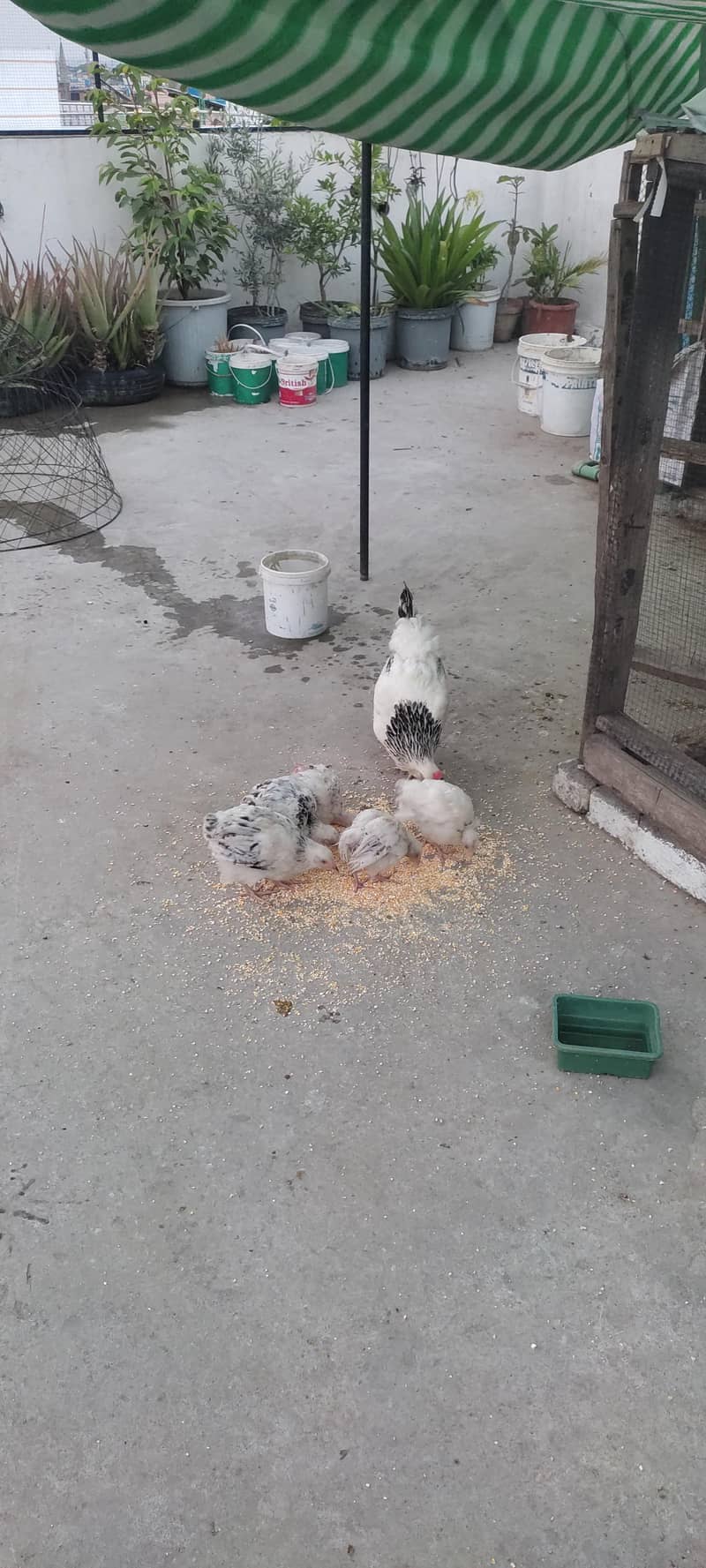 light Sussex pair and chiks - Hens - 1115695516