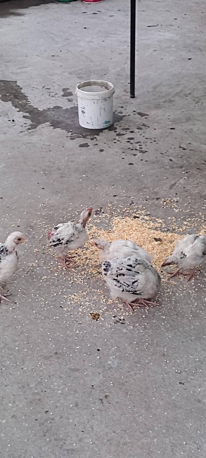 light Sussex pair and chiks - Hens - 1115695516