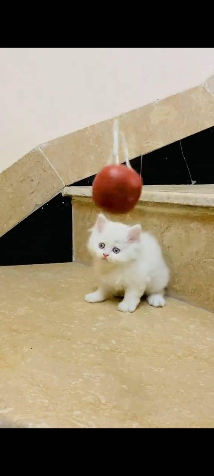 Persian cat's vaccinated healthy active/WhatsApp 03254583038 - Cats ...
