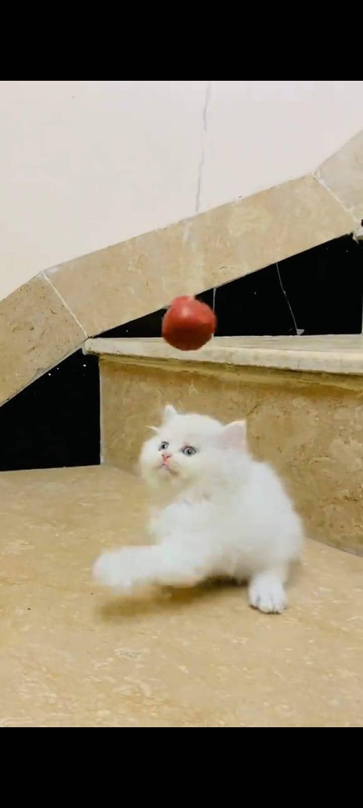 Persian cat's vaccinated healthy active/WhatsApp 03254583038 - Cats ...