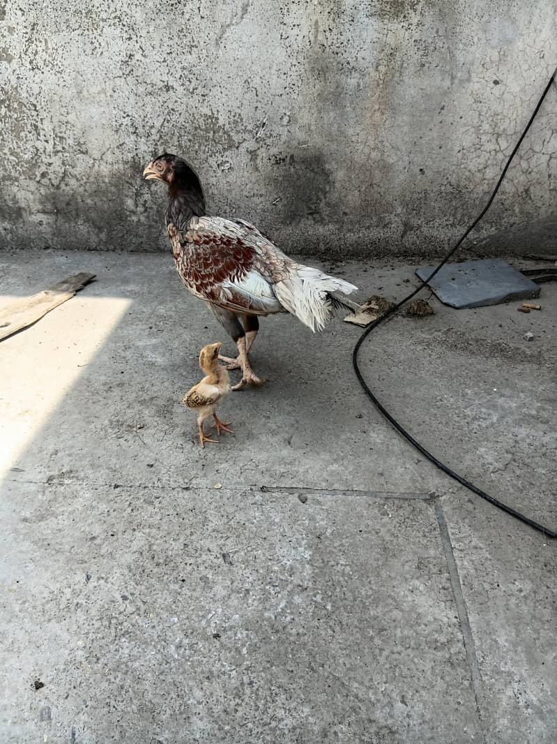 Salata pair - Hens - 1115700858