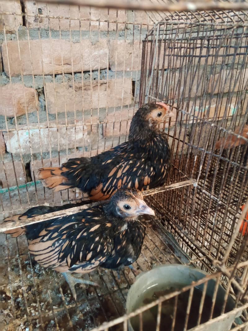 sebright pair / cocco bentum/ Silky female - Hens - 1115701550