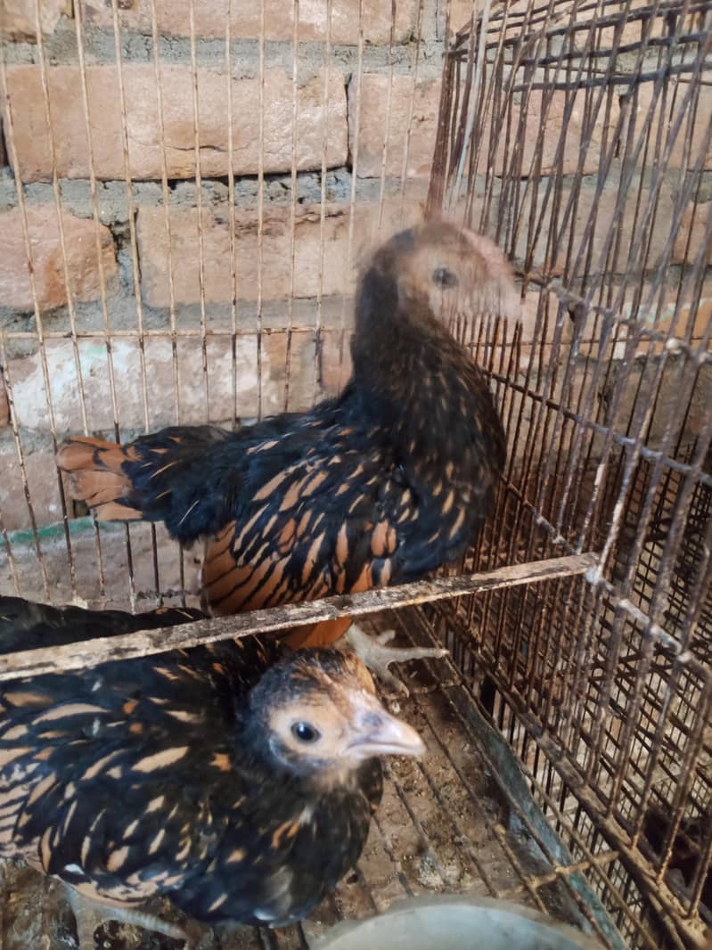 sebright pair / cocco bentum/ Silky female - Hens - 1115701550