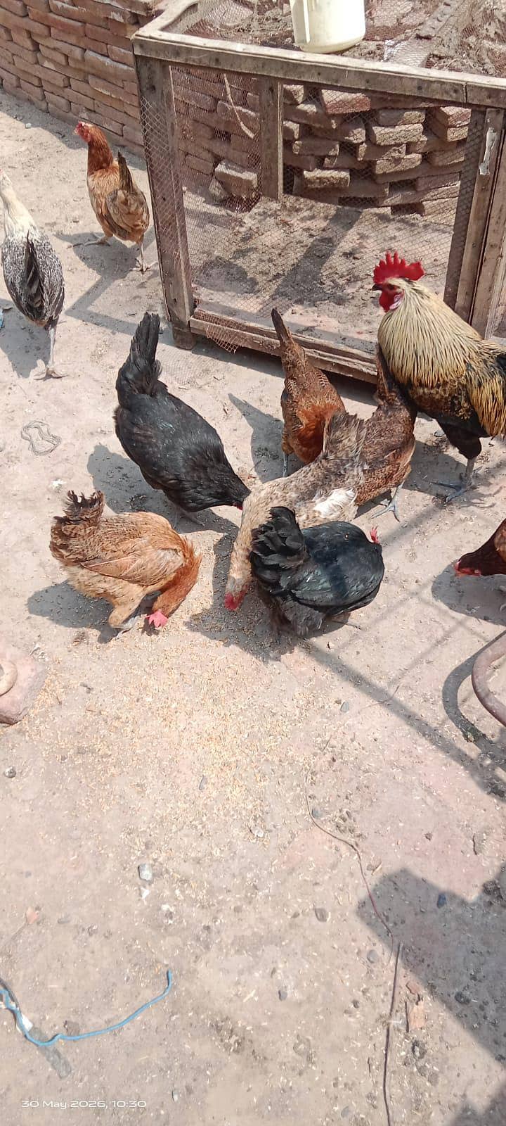 Desi Hens - Hens - 1115708668