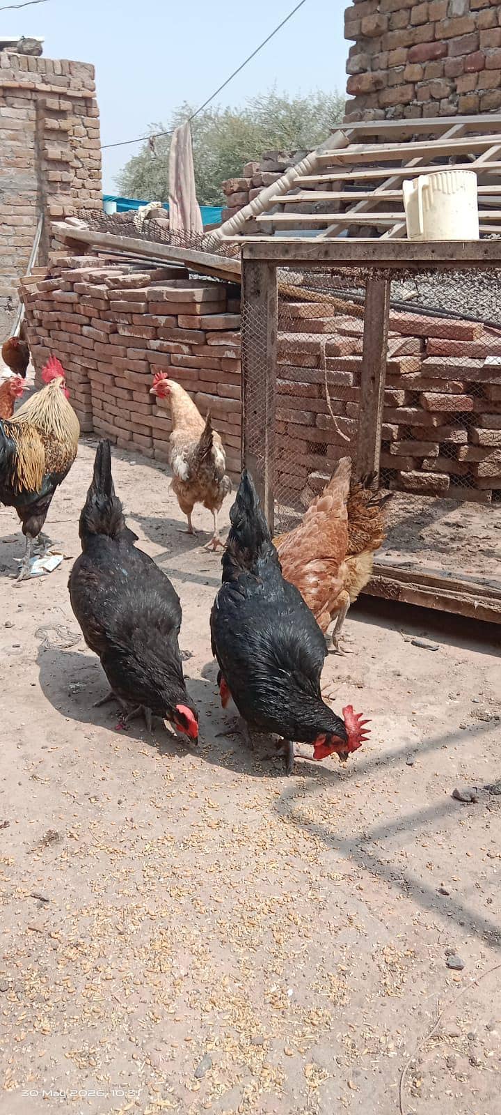 Desi Hens - Hens - 1115708668