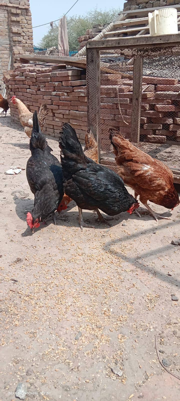 Desi Hens - Hens - 1115708668