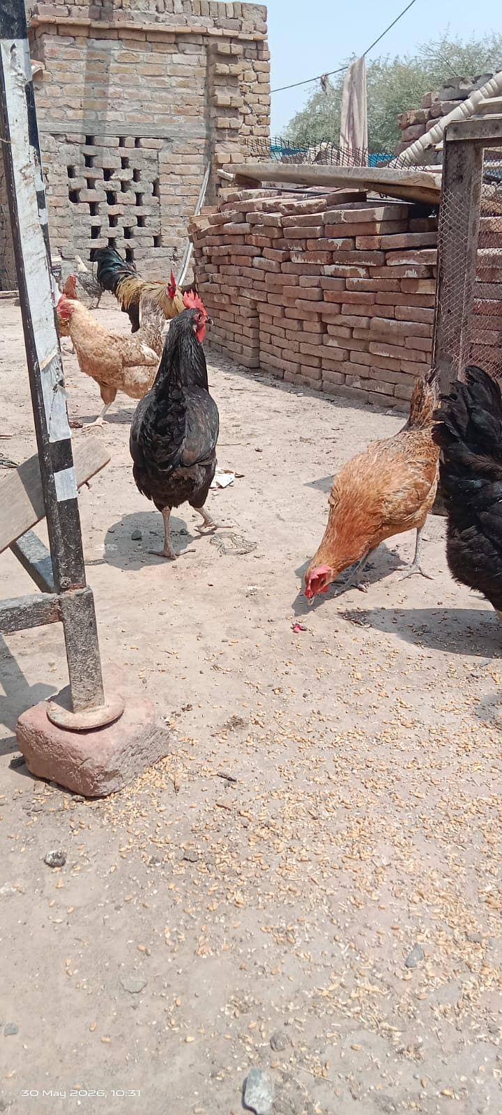 Desi Hens - Hens - 1115708668