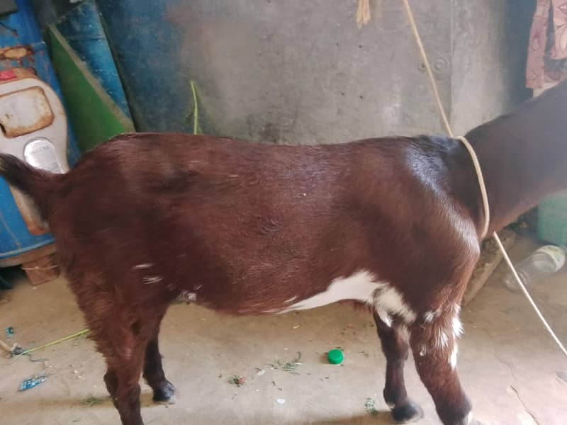 Bakra and bakri for sell . . . - Goats - 1115724959