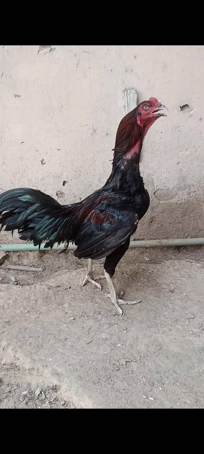 barma male thai female cross - Hens - 1115729860